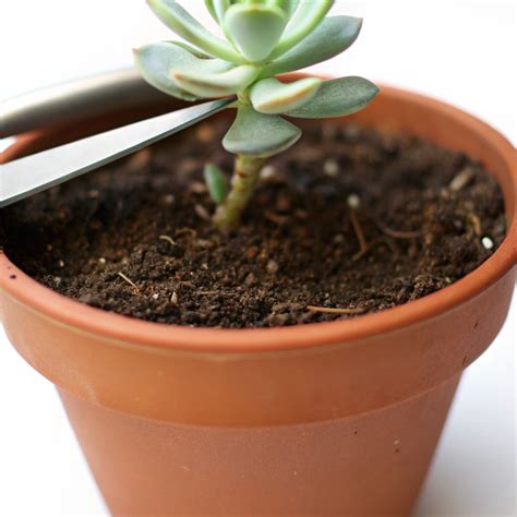 How To Propagate Succulents