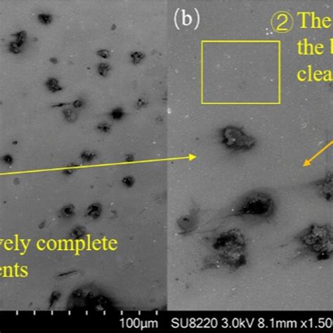 SEM Image Of The Area A Overall View B Enlarged Drawing Download Scientific Diagram