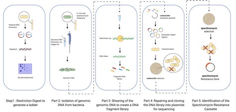 Fragmentation In Bacteria