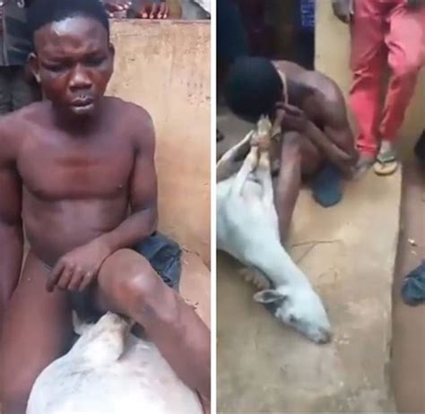 Man Caught Having Sex With A Goat In Edo State JimCaddy S Blog