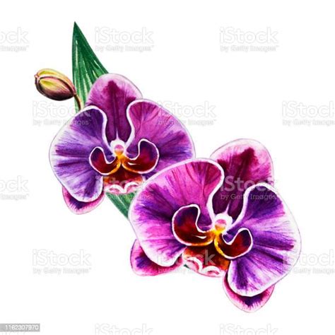 아름다운 두 밝은 오초 꽃입니다 수채화 그림입니다 이국적인 식물 플로럴 프린트 식물 구성 결혼식과 생일 인사말 카드 0명에 대한