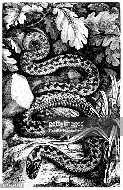 Asps Snake Photos And Premium High Res Pictures Getty Images