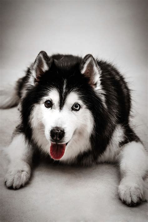 阿拉斯加雪橇犬 狗 自然 Pixabay上的免费照片 Pixabay