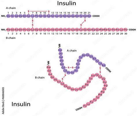 Primary Structure Of Human Insulin Download Scientific Diagram