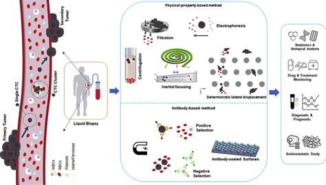 Circulating Tumor Cell Cluster Cancer Management Metastasis Passive