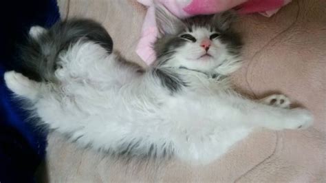 Pythonで母平均の区間推定をしてみよう 株式会社グローバルウェイ ビジネスアプリケーション事業本部