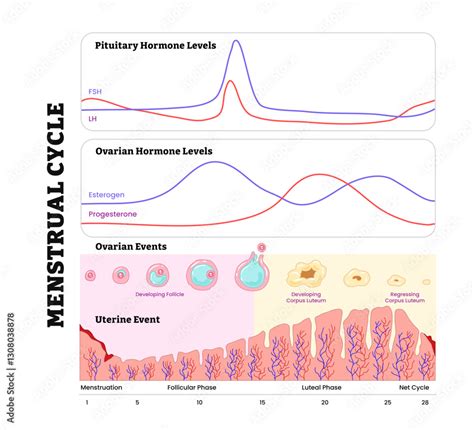 Vector De Stock Female Reproductive Cycle Diagram And Chart Poster