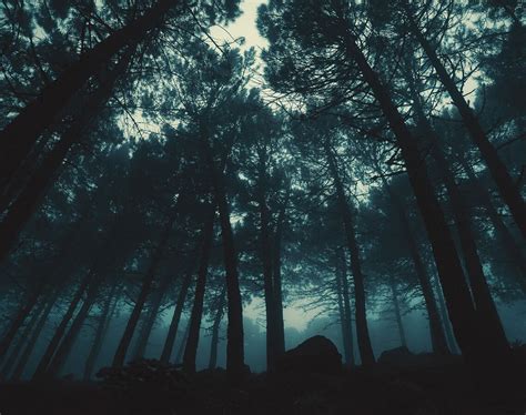 The Naked Tree Written By John R Cobb At Spillwords