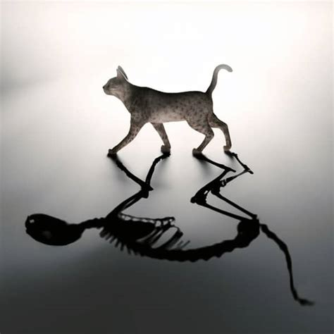 Who Is Schrodingers Cat We Explain It For Cat People Catster