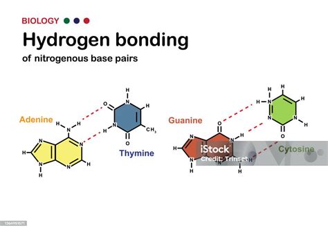 Biology Diagram Show Hydrogen Bond Of Dna Nitrogenous Base Pair Stock