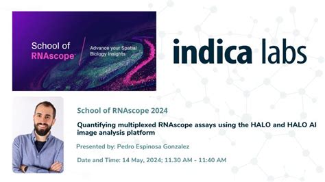 Indica Labs On Linkedin Rnascope Haloimageanalysis Haloai Digitalpathology Rnascopeish…