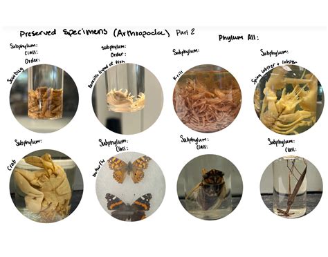 Taxonomic Identification Quiz
