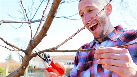 How To Prune A Peach Tree Happily Natural