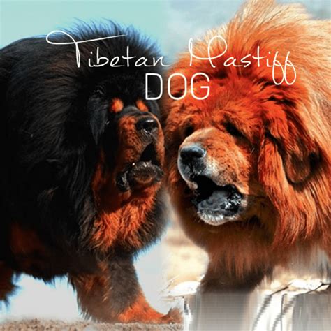 What Were Tibetan Mastiffs Bred For