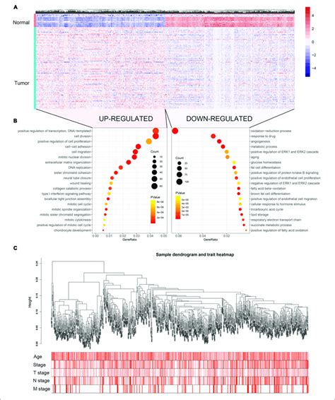 Heatmap Of The Degs Go Functional Annotation And Clustering