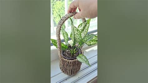 버려진 재활용 쓰레기에서 주웠어요 다육이 작은정원 거실정원 꽃 Flower Youtube