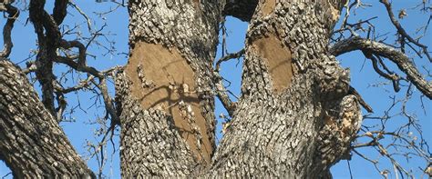 Guide To Understanding And Preventing Oak Wilt Viva Trees