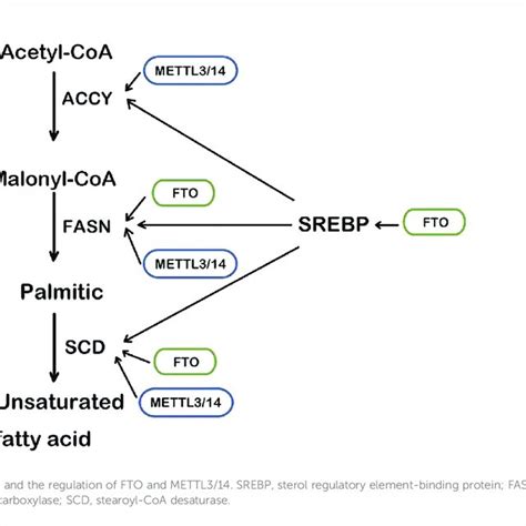 Multiple Functions Of Rna M6a Methylation Regulator In Lipid Metabolic