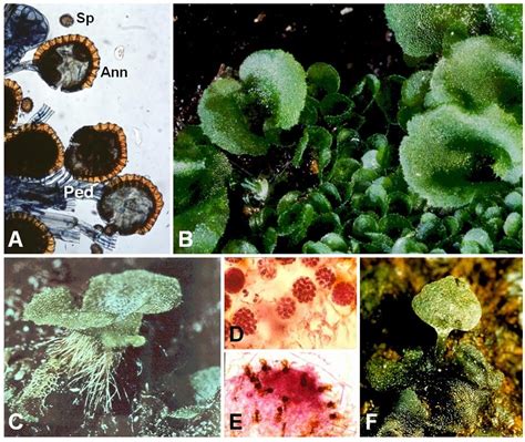 Monilophytes Caractéristiques Monilophytes Diversité Et Classification Des Plantes