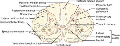 Posterior Median Sulcus Medulla