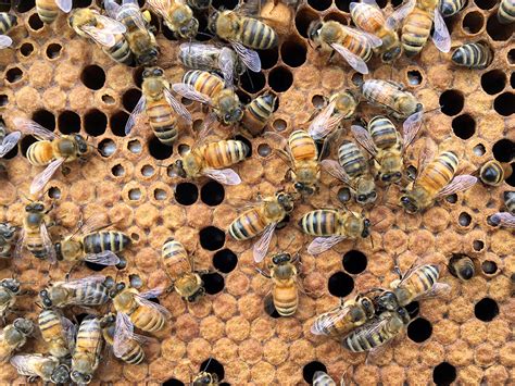 Honey Bee Biology Beekeeping365