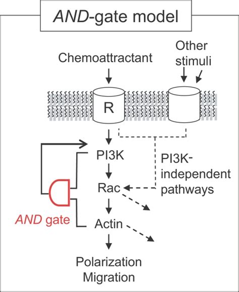 Coincidence Detection Model In Which An And Gate Switch Has To Be Download Scientific Diagram