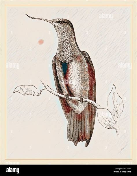 Recurved Bill Humming Bird Reimagined By Gibon Classic Art With A Modern Twist Reimagined