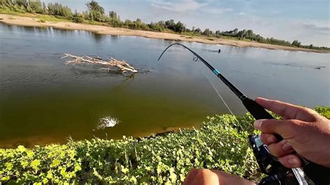 Я СПРЯТАЛСЯ В КУСТАХ И КИДАЛ ПОД КОРЯГУ Рыбалка в АСТРАХАНИ летом на Ахтубе Youtube