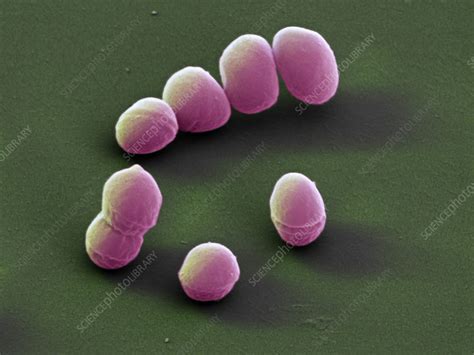 Enterococcus Faecalis Bacteria Sem Stock Image C049 1603 Science Photo Library