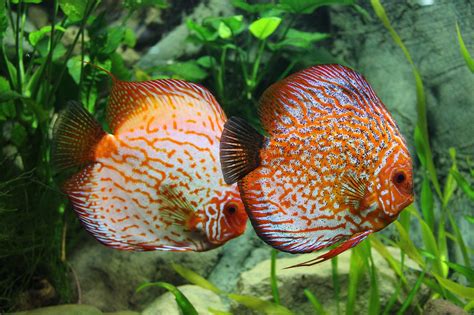 Discus Fish Care A Guide To Species And Breeding