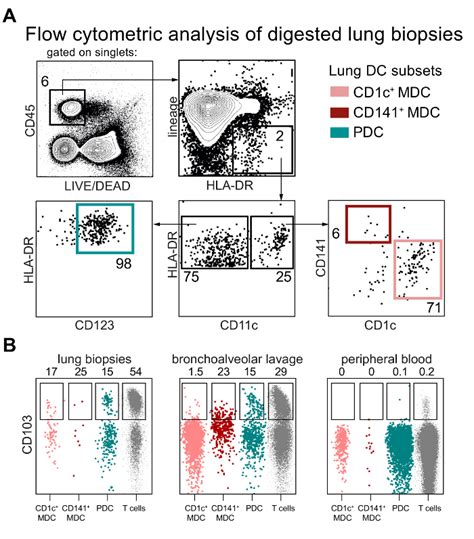 Human Lung Dendritic Cells Spatial Distribution And Phenotypic Identification In Endobronchial