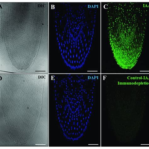 Positive And Negative Control Experiments Of Iaa Immunofluorescence