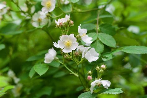 茨の花 細見綾子沢木欣一 俳句アーカイブ