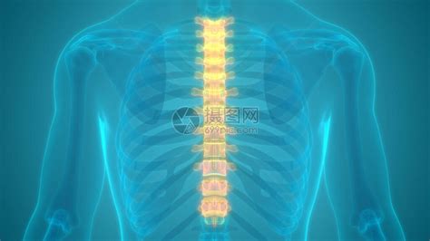 人体骨骼系统解剖学的脊柱3d高清图片下载 正版图片507492049 摄图网