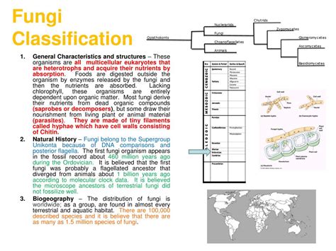 Ppt Fungi Classification Powerpoint Presentation Free Download Id