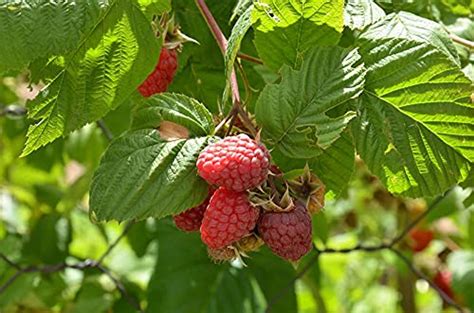 Fruit Plants Raspberry Malling Juno 1 X Large Etsy Uk