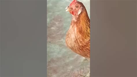 মুরগির আসল গান শুনুন Tranding Viralvideo Youtubeshort শর্ট ভিডিও Youtube