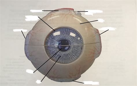 Eye Anterior View Diagram Quizlet