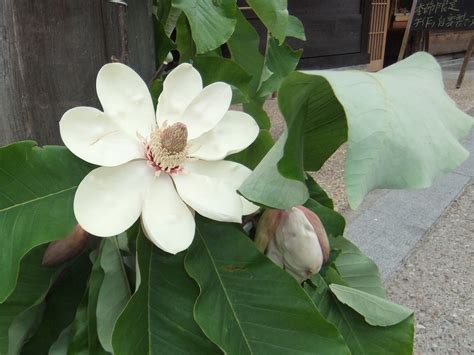 つわぶきブログ 奈良井宿 お茶壷道中