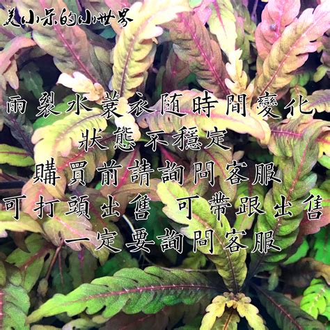 鱼缸草缸造景中后景羽裂水蓑衣雨裂水蓑衣锯齿艳柳活体水草水下叶 虎窝淘
