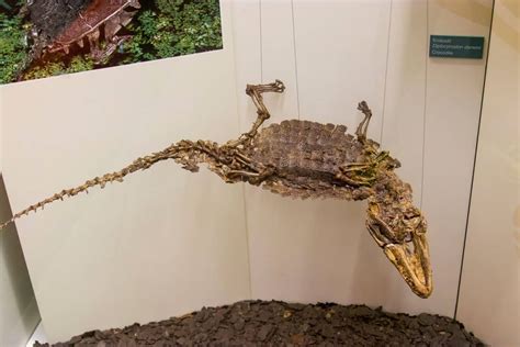 The Messel Pit Fossil Site All You Kneed To Know Before Your Visit Awesome Places To Visit