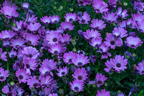 พุ่มไม้ดอกที่สวยงามของ Osteospermum ดอกไม้กลีบดอกสีม่วงแดงในความลึกตื้น พวกเขาเป็นที่รู้จักกันใ