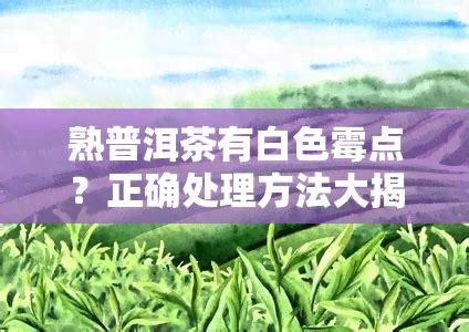 熟普洱茶有白色霉点正确处理方法大揭秘 普洱茶知识