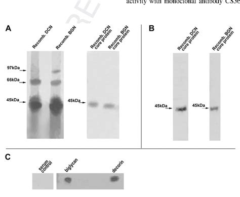 Figure 1 From Real Time Monitoring Of Adherence Of Streptococcus Anginosus Group Bacteria To