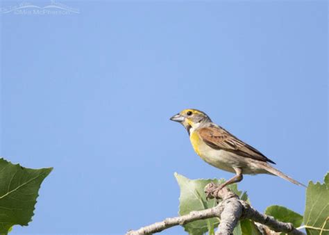 Dickcissel Images On The Wing Photography