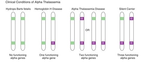 Thalassemia Archives Clinical Laboratory Science