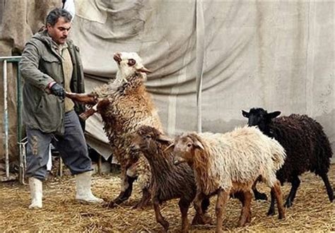 کشتار غیرمجاز دام در شهرستان پارس آباد ساماندهی شود تسنیم