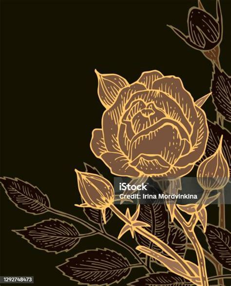 로즈힙 꽃 배경 그림입니다 수동 드로잉 윤곽선입니다 정원 식물의 꽃 추상적인 식물 그림 벡터 0명에 대한 스톡 벡터 아트 및 기타 이미지 Istock