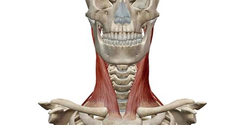 Premium Photo Head Rotation Lateral Movement Of The Head Around Its Axis