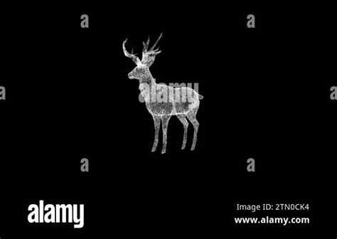 3d Deer Rotates On Black Background Object Dissolved White Flickering Particles 60 Fps Science
